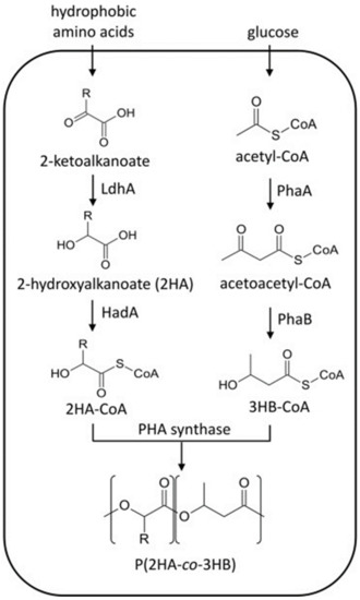 Polyhydroxyalkanoates (PHAs): Biopolymers for Biofuel and Biorefineries