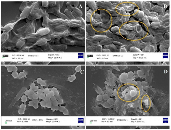 Biomedical Applications of Bacterial Exopolysaccharides: A Review