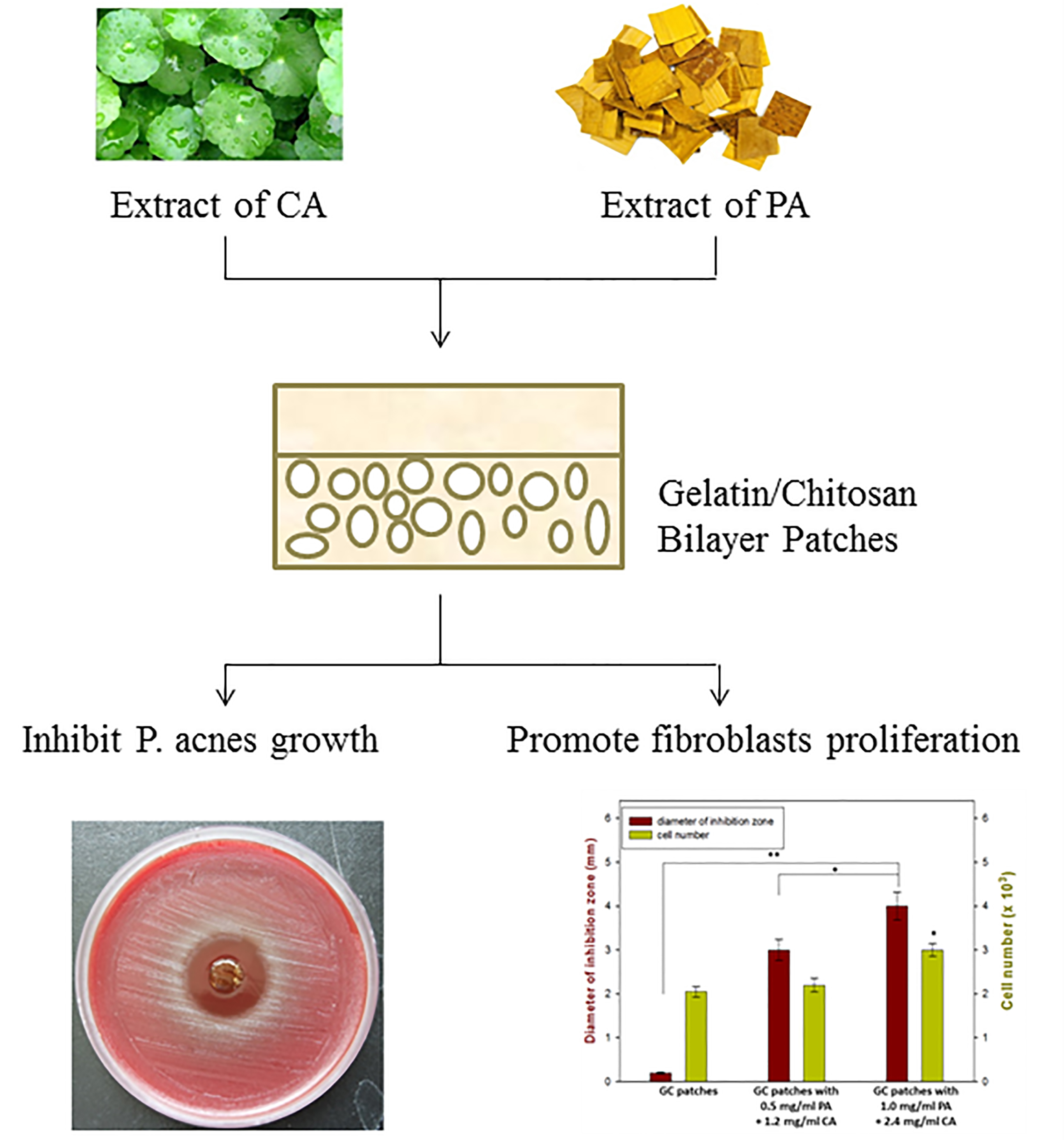 Polymers | Free Full-Text | Gelatin/Chitosan Bilayer Patches Loaded ...