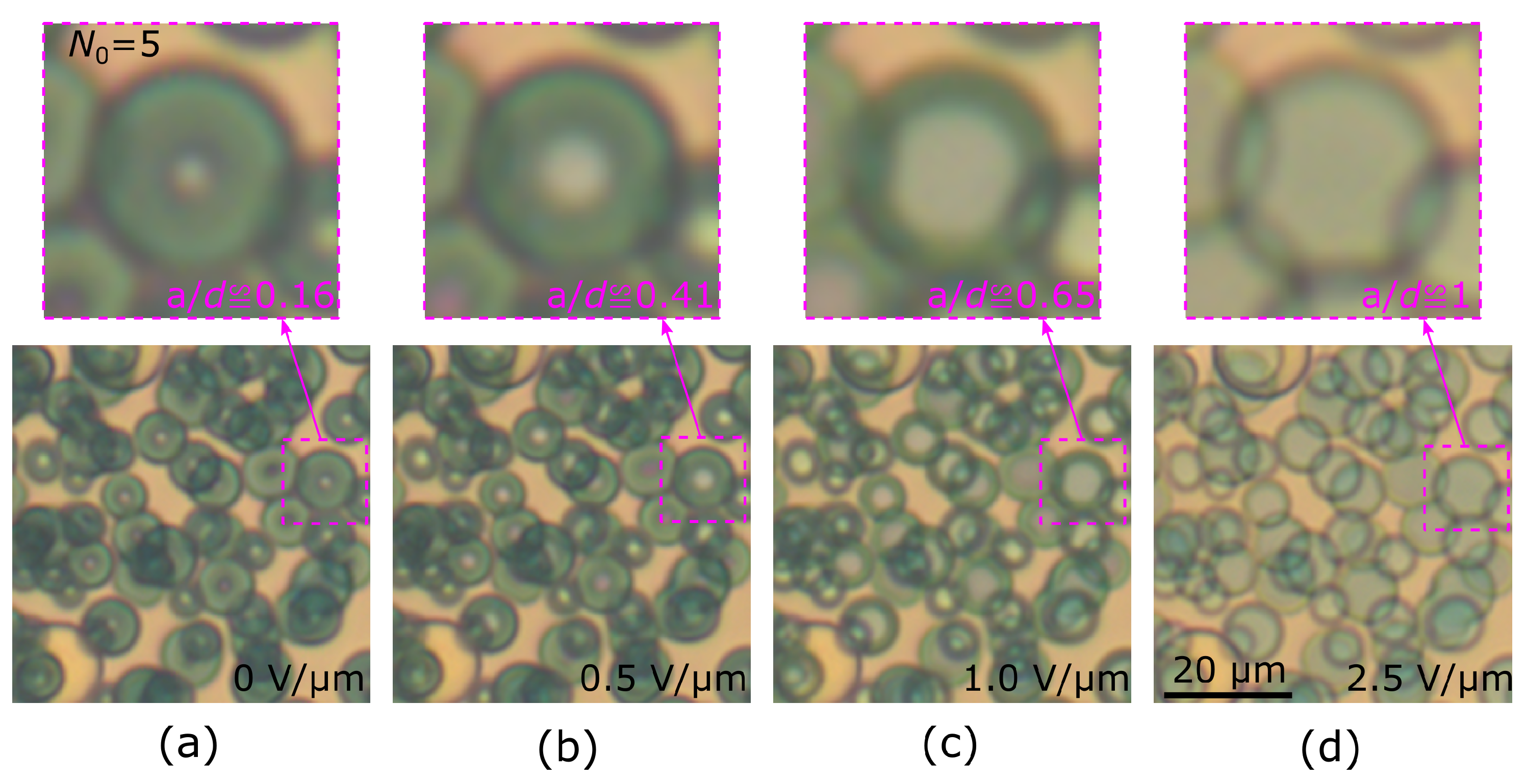 Polymer Dispersed Cholesteric Liquid Crystals with a Toroidal Director ...