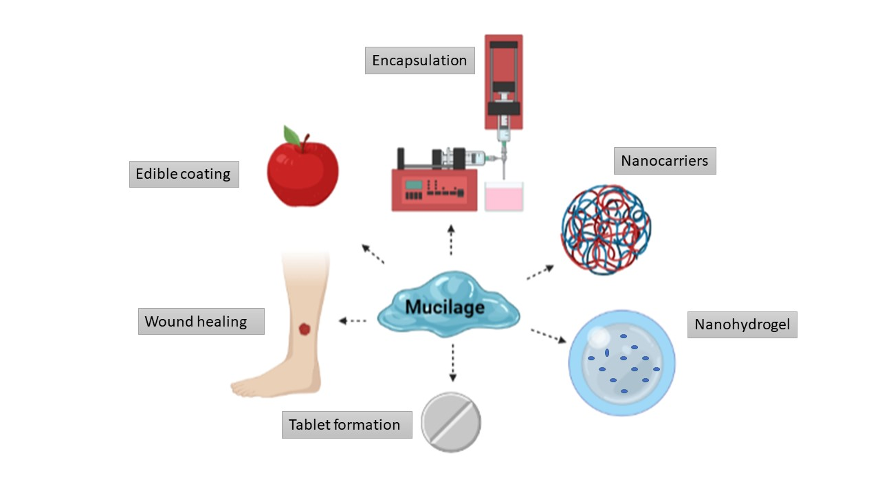 Polymers | Free Full-Text | A Comprehensive Review on Plant-Derived ...