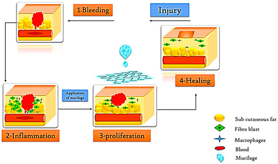 A Comprehensive Review on Plant-Derived Mucilage: Characterization ...