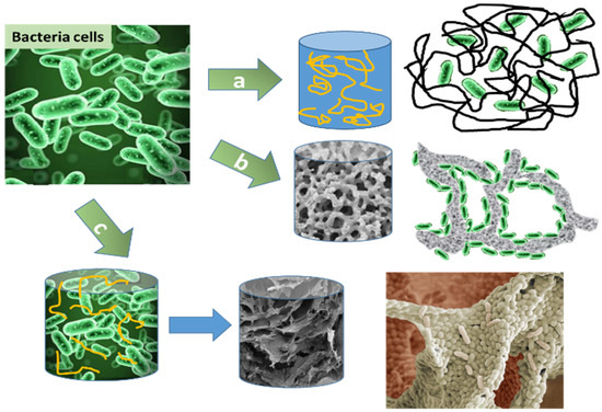 Polymeric Materials Used for Immobilisation of Bacteria for the ...