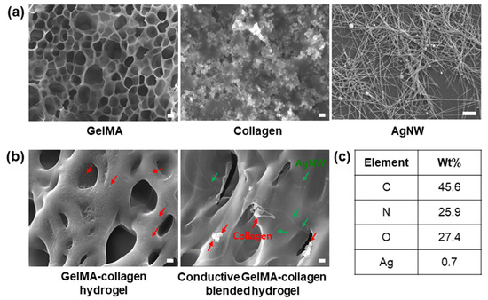 Conductive GelMA–Collagen–AgNW Blended Hydrogel for Smart Actuator
