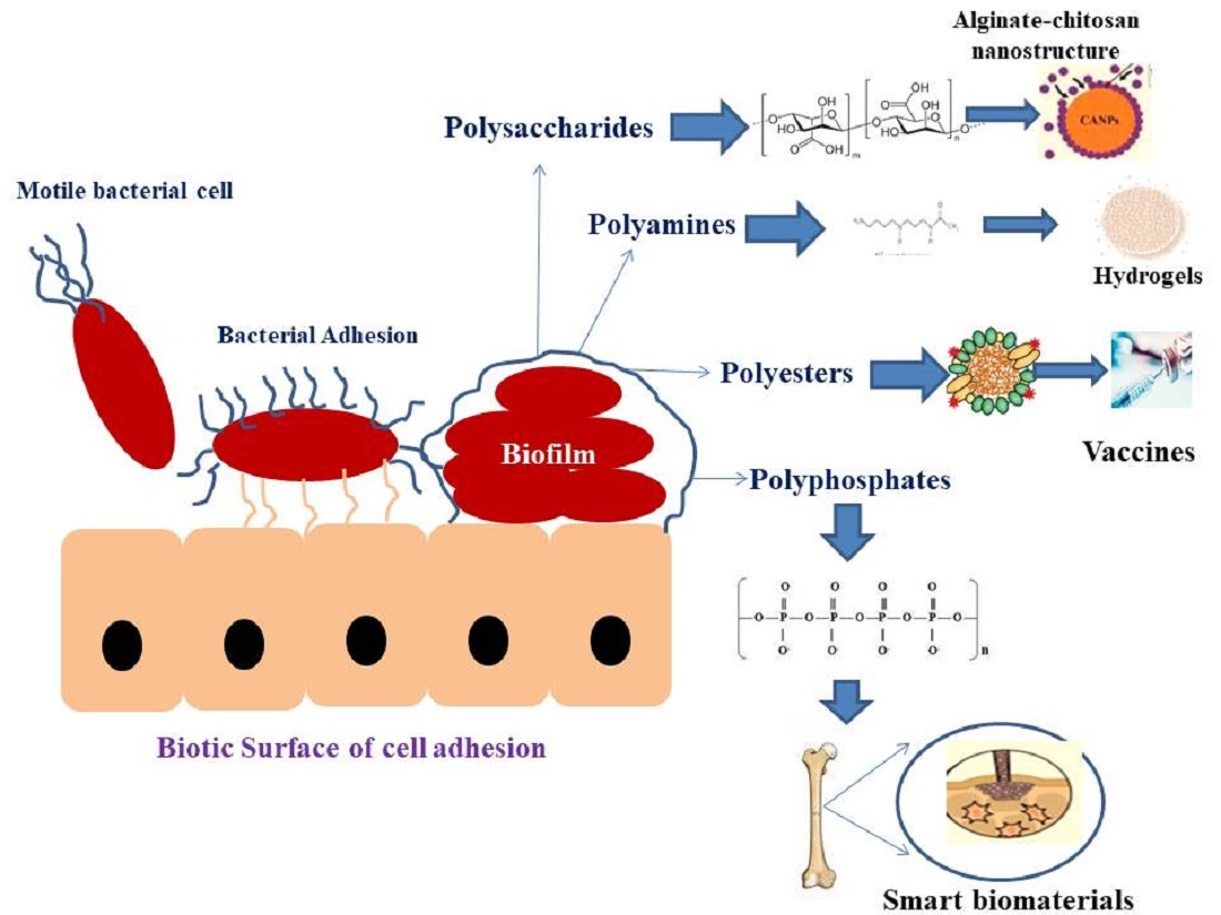 Polymers | Free Full-Text | Bacterial Biopolymer: Its Role in ...
