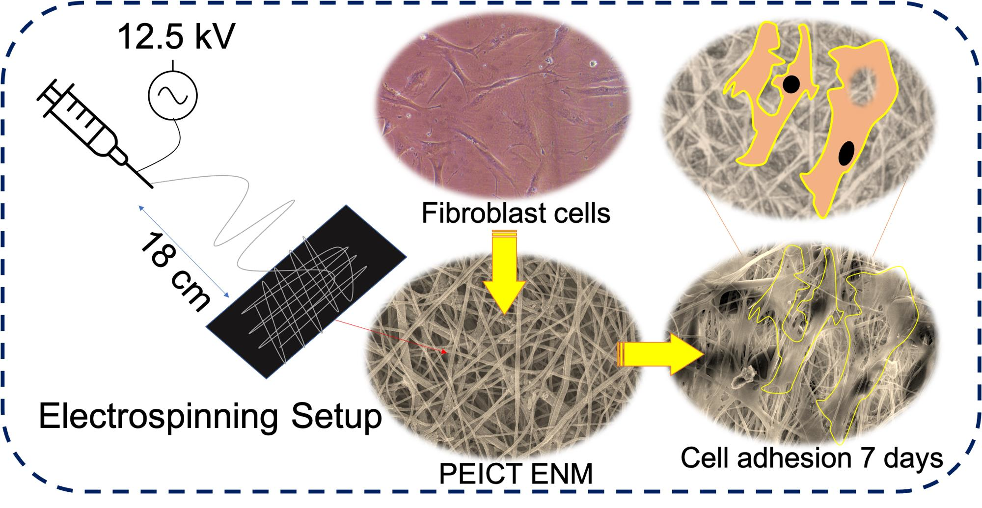 Polymers | Free Full-Text | Fabrication of Poly(Ethylene-glycol 1,4 ...