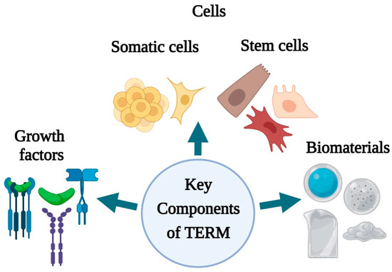 Synergistic Effect of Biomaterial and Stem Cell for Skin Tissue ...