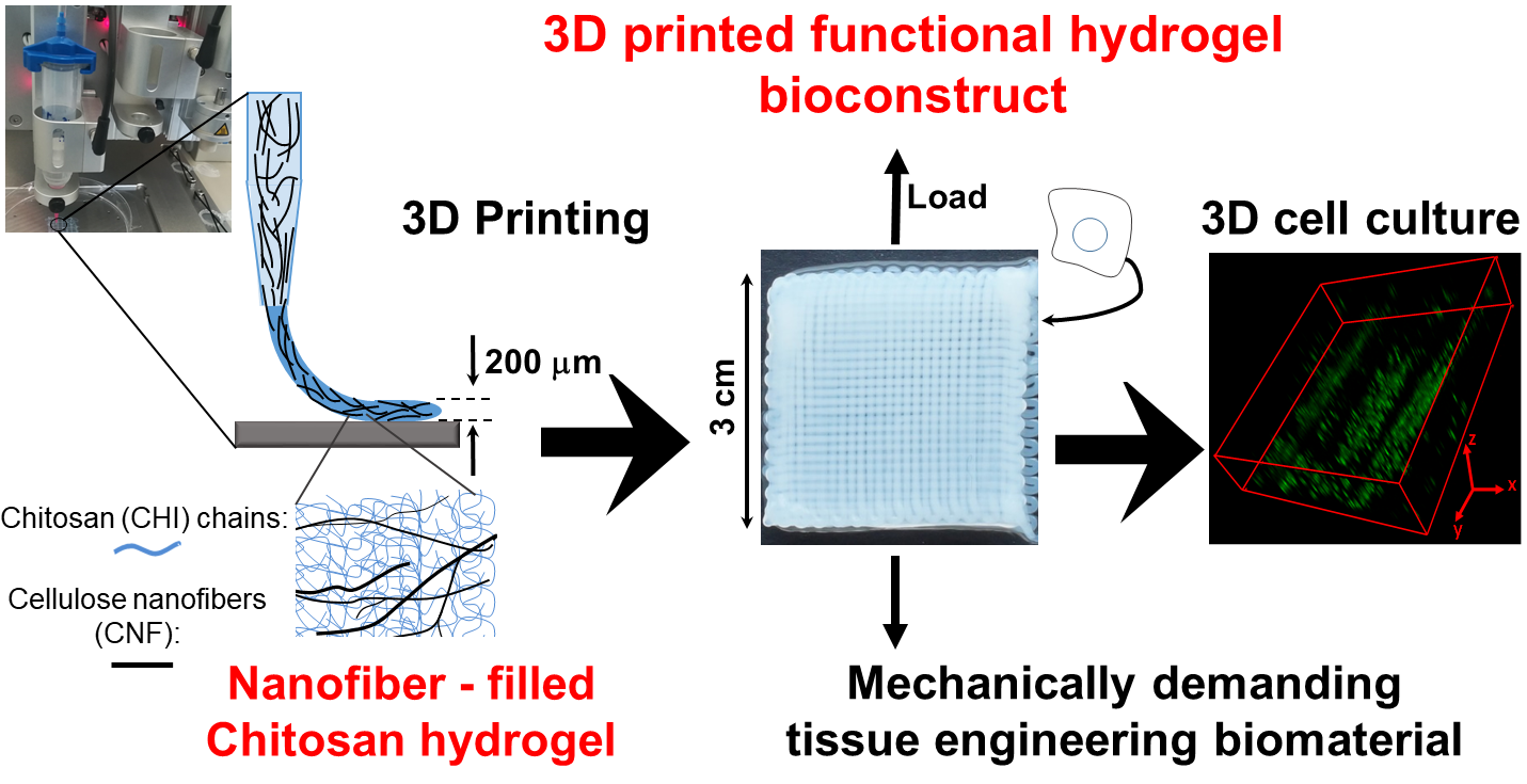 Polymers | Free Full-Text | Development of Bioinspired Functional ...