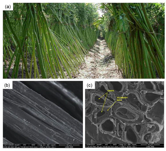 Polymers | Free Full-Text | Thermal and Chemical Characterization of ...