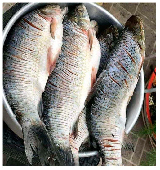 Characterization of Chitosan Extracted from Fish Scales of the ...