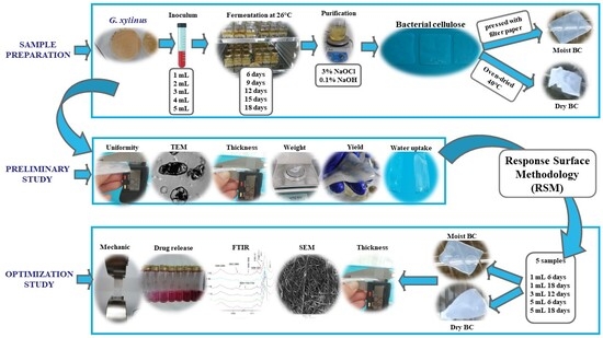 Polymers | Free Full-Text | Optimization of Moist and Oven-Dried ...