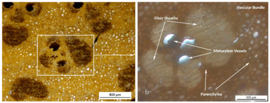 Morphological Analysis of Several Bamboo Species with Potential ...