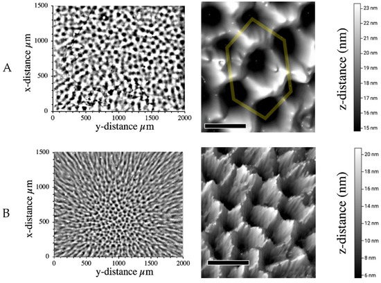 Polymers | Free Full-Text | Evolution of Surface Morphology of Spin ...