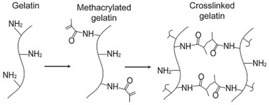 An Overview on Collagen and Gelatin-Based Cryogels: Fabrication ...