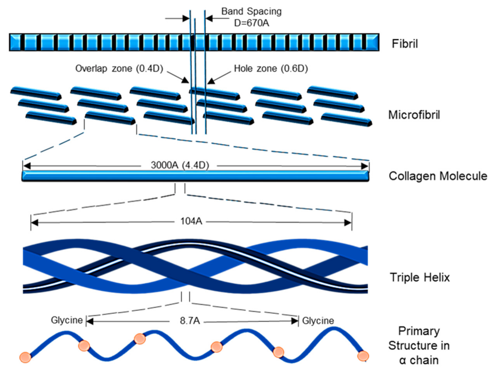 Collagen Primary Structure