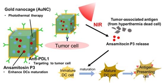 Polymers | Free Full-Text | Ansamitocin P3-Loaded Gold-NanoCage ...