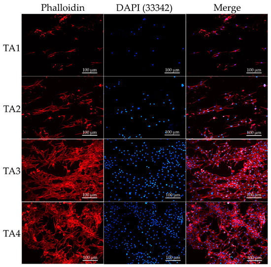 An Environmental Friendly Tapioca Starch-Alginate Cultured Scaffold as ...