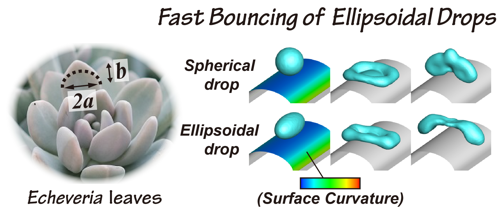 Polymers | Free Full-Text | Symmetry-Breaking Drop Bouncing on ...