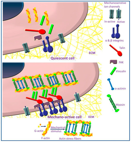 Effect of Polymeric Matrix Stiffness on Osteogenic Differentiation of ...