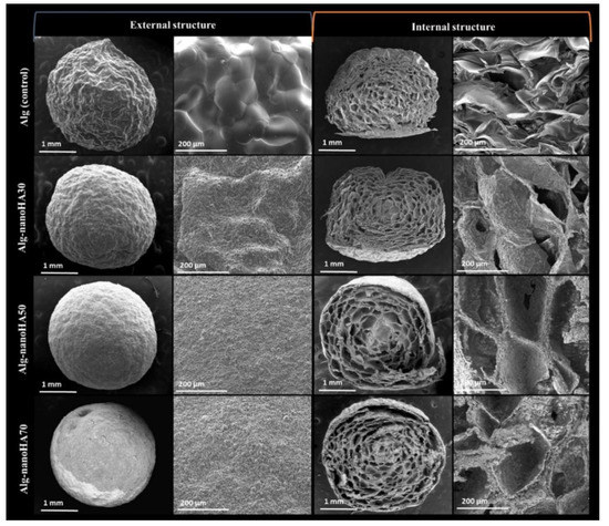 Alginic Acid Polymer-Hydroxyapatite Composites for Bone Tissue Engineering