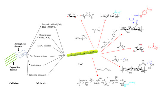 Polymers | Special Issue : Hydrophilic and Hydrophobic Natural Polymer ...