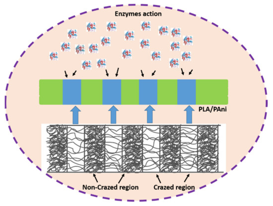 Crazing Effect on the Bio-Based Conducting Polymer Film