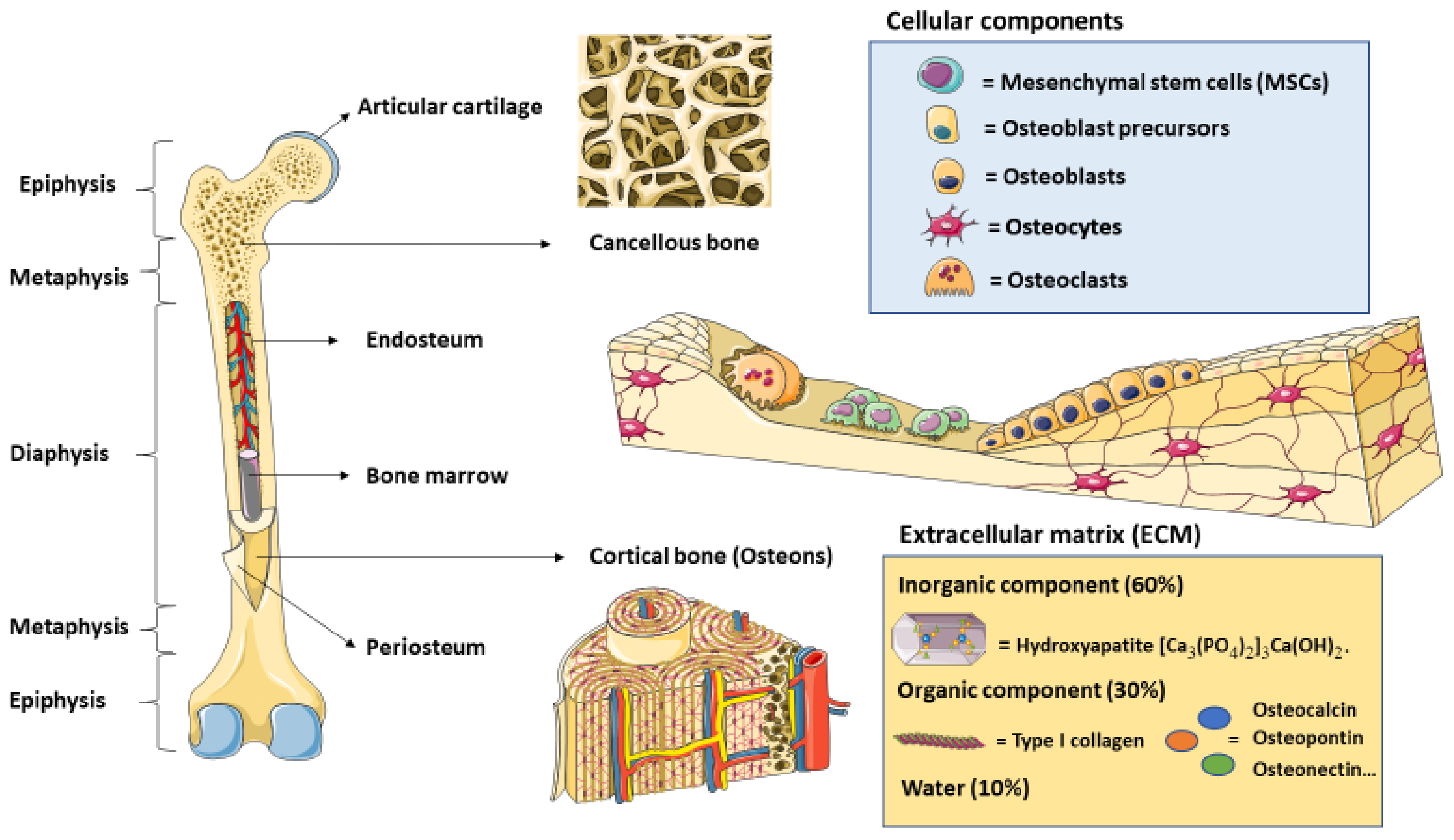 Applications of Polymeric Composites in Bone Tissue Engineering and ...