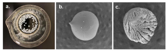 Production and Surface Modification of Cellulose Bioproducts