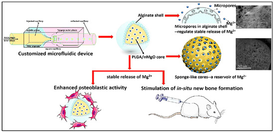 PLGA Core-Shell Nano/Microparticle Delivery System for Biomedical ...