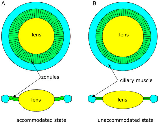 Ciliary Muscle And Suspensory Ligament