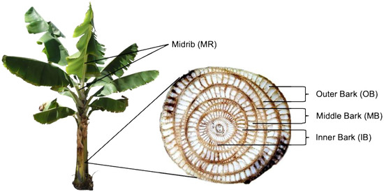 Innovative Banana Fiber Nonwoven Reinforced Polymer Composites: Pre ...