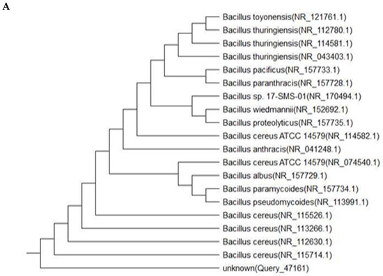 Biosynthesis of Poly-ß-Hydroxybutyrate (PHB) from Different Bacterial ...