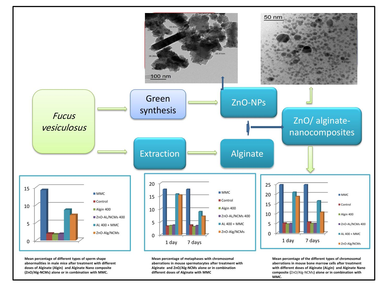 Polymers | Free Full-Text | Assessment of the Antigenotoxic Effects of ...