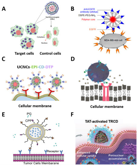 Polymeric Micro/Nanocarriers and Motors for Cargo Transport and ...