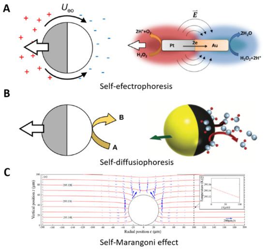 Polymeric Micro/Nanocarriers and Motors for Cargo Transport and ...