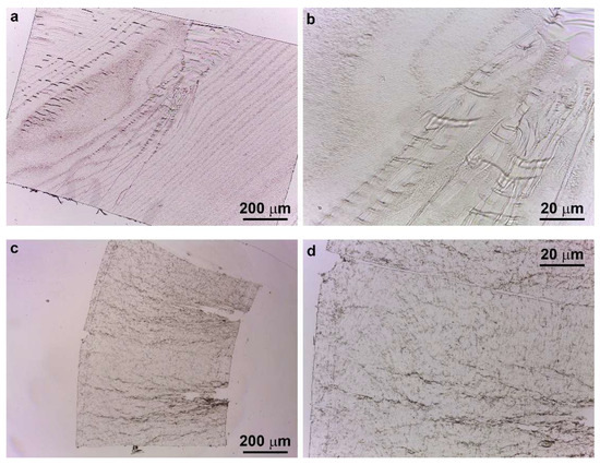 Analysis of the Damage Mechanism around the Crack Tip for Two Rubber ...