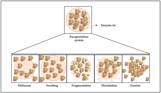 Polymers as Encapsulating Agents and Delivery Vehicles of Enzymes