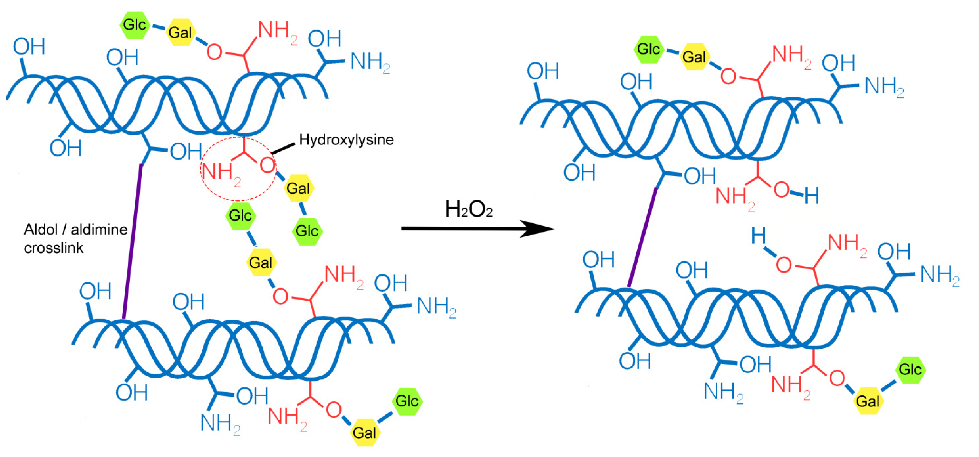 Collagen Scaffolds Treated by Hydrogen Peroxide for Cell Cultivation