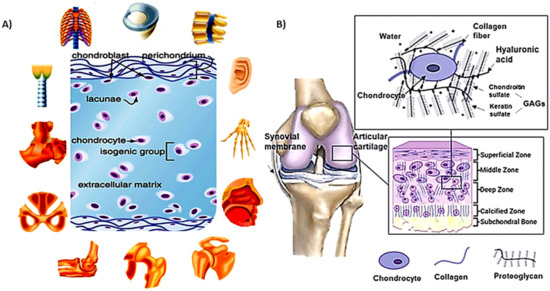 Advanced Hydrogels for Cartilage Tissue Engineering: Recent Progress ...