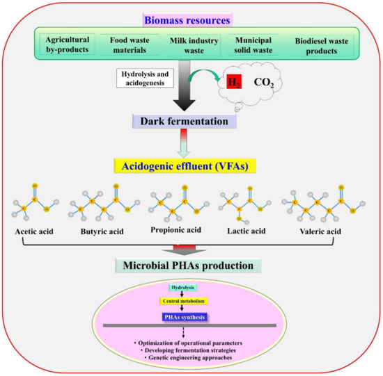 An Overview of Recent Advancements in Microbial Polyhydroxyalkanoates ...