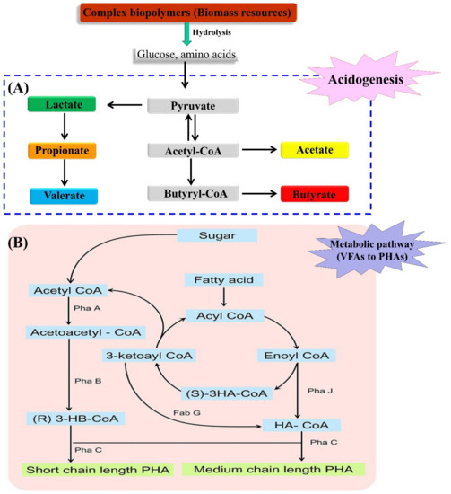 An Overview of Recent Advancements in Microbial Polyhydroxyalkanoates ...
