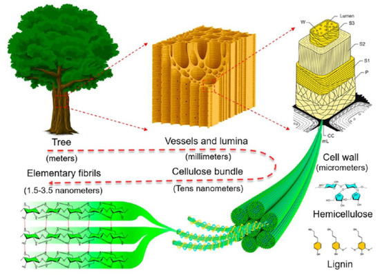 Cellulose-Derived Nanostructures as Sustainable Biomass for ...