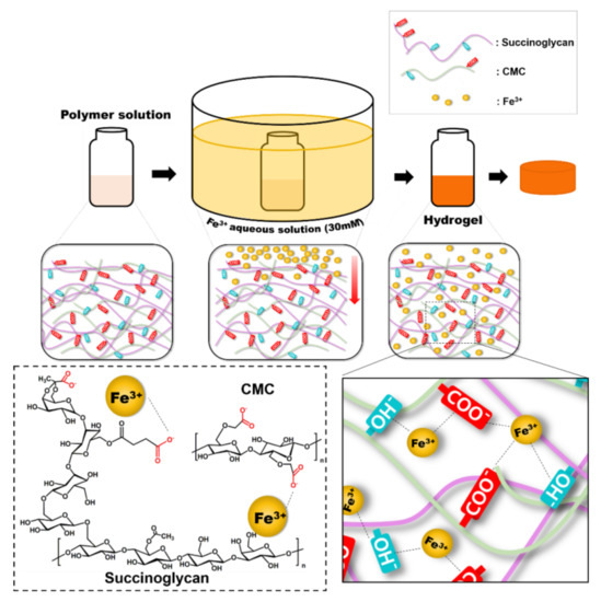 Bacterial Succinoglycans: Structure, Physical Properties, and Applications