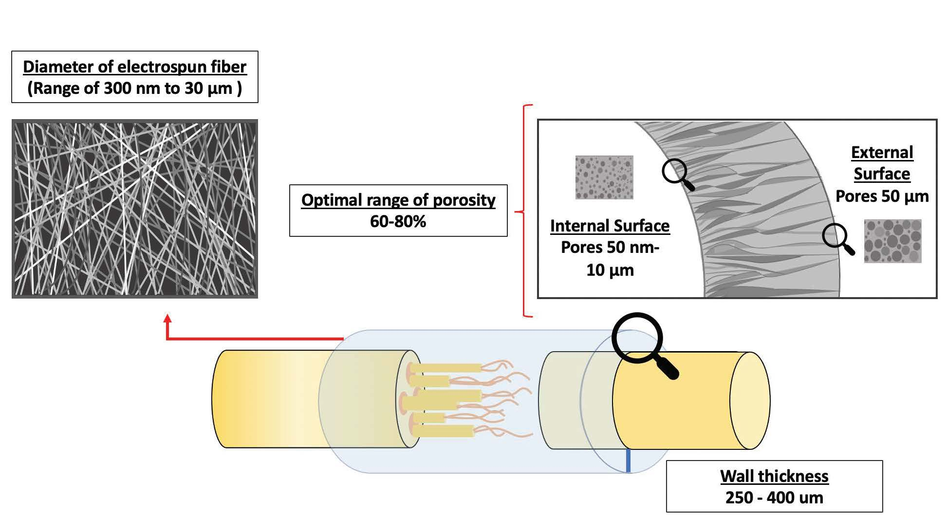 Polymers | Free Full-Text | Optimal Morphometric Characteristics of a ...