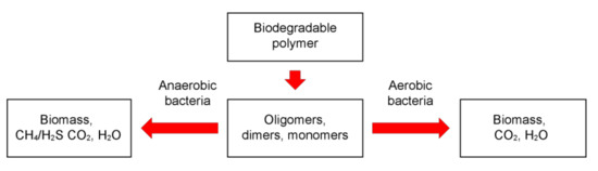 Biodegradability of Polyolefin-Based Compositions: Effect of Natural Rubber