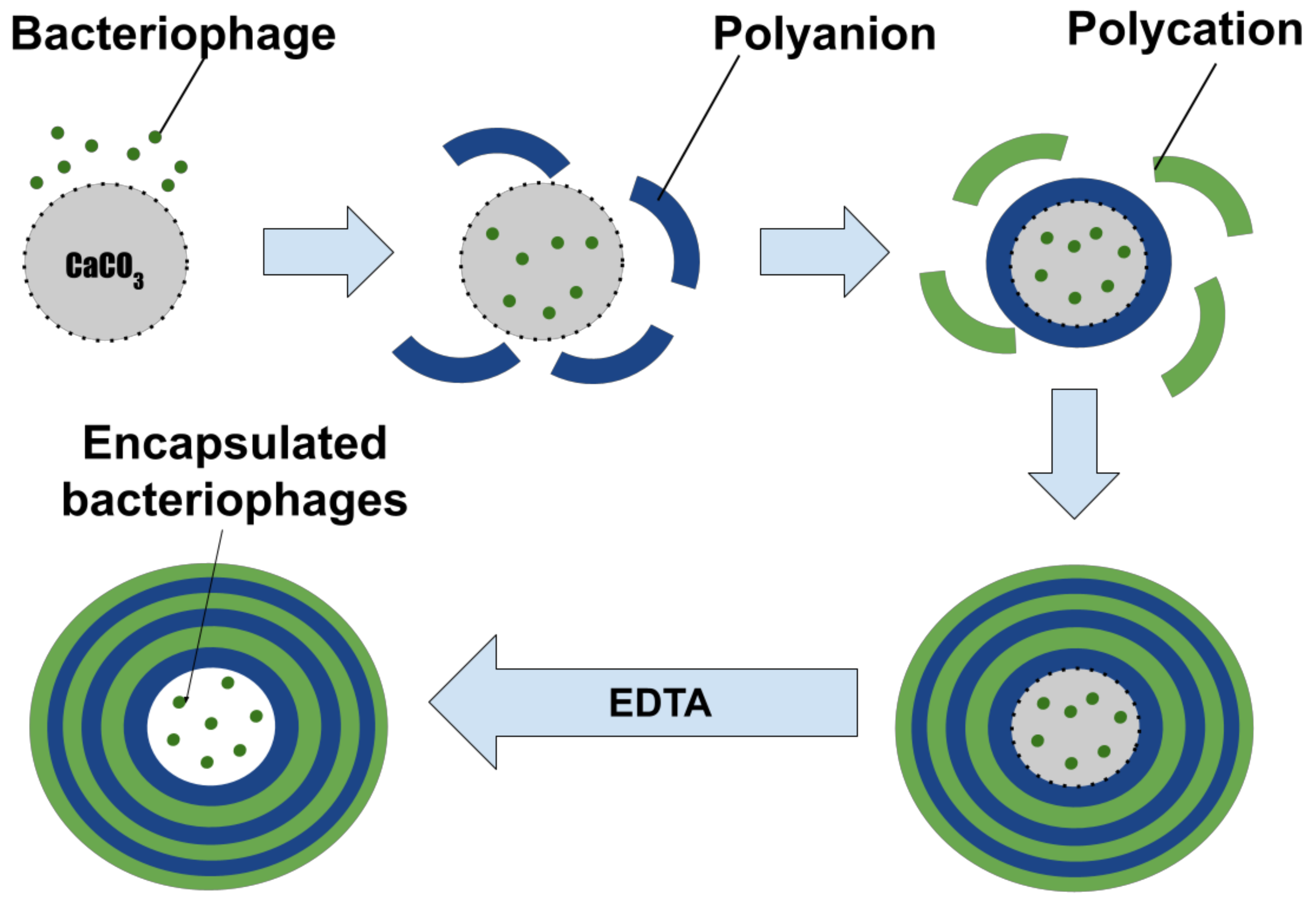 The Pathways to Create Containers for Bacteriophage Delivery