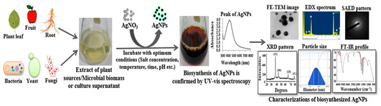 Green Synthesis and Potential Antibacterial Applications of Bioactive ...