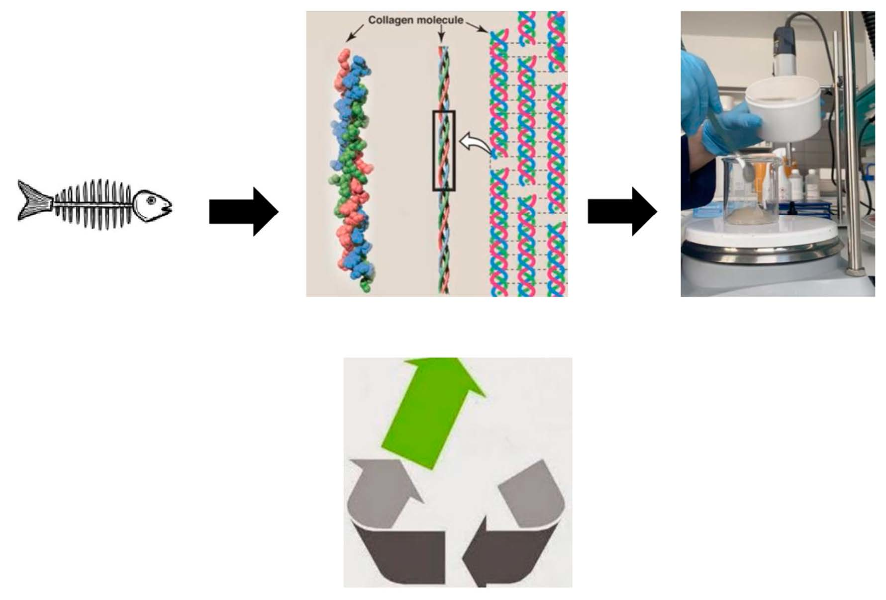 Polymers | Free Full-Text | The Use of Natural Collagen Obtained from ...