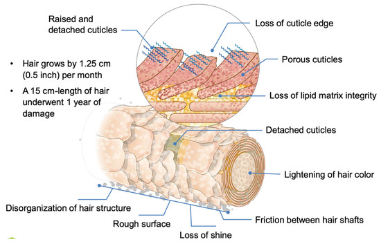 The Use of Natural Collagen Obtained from Fish Waste in Hair Styling ...