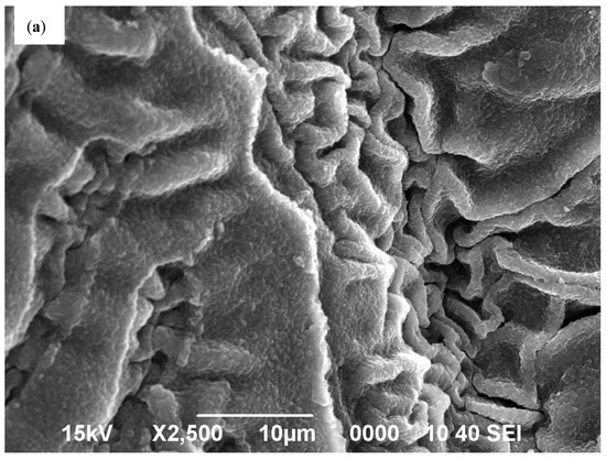 Phyto-Assisted Assembly of Metal Nanoparticles in Chitosan Matrix Using ...
